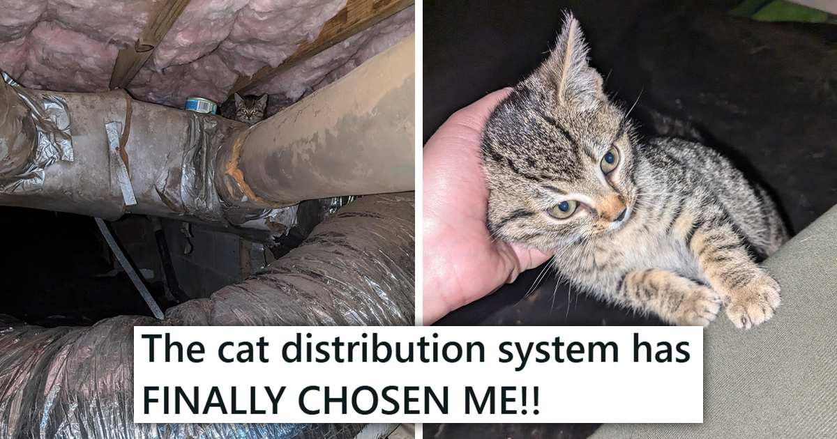 'The cat distribution system has finally chosen me!' Person hears a cat ...