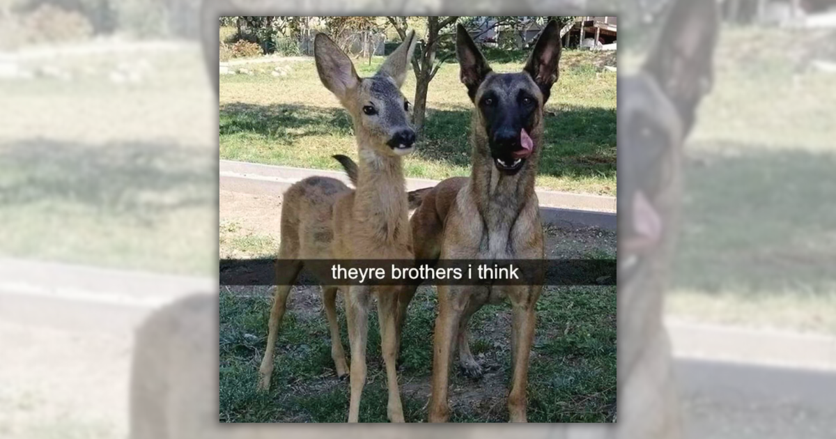 23 Doofus Dog Memes Borking on This Midweek Madness Until Weekend Will ...