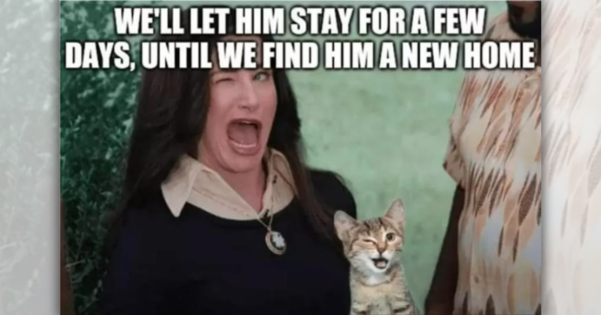 27 Heartwarming Memes That Celebrate Cat Companionship to Light a ...