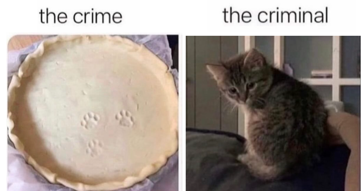 26 Posts Pausing to Praise Paws and Claws Every Step of the Way ...