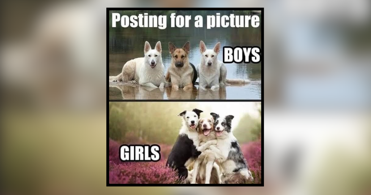 25 Animal Memes of Bromance and Besties That Are Just Fine Without Romance - Animal Comedy ...