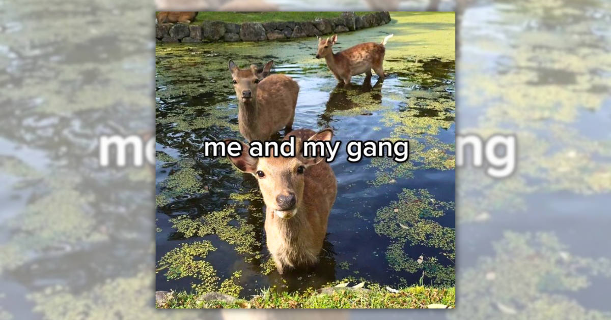 22 Dear Deer Memes Frolicking Around Your Funny Bone to Activate Your ...