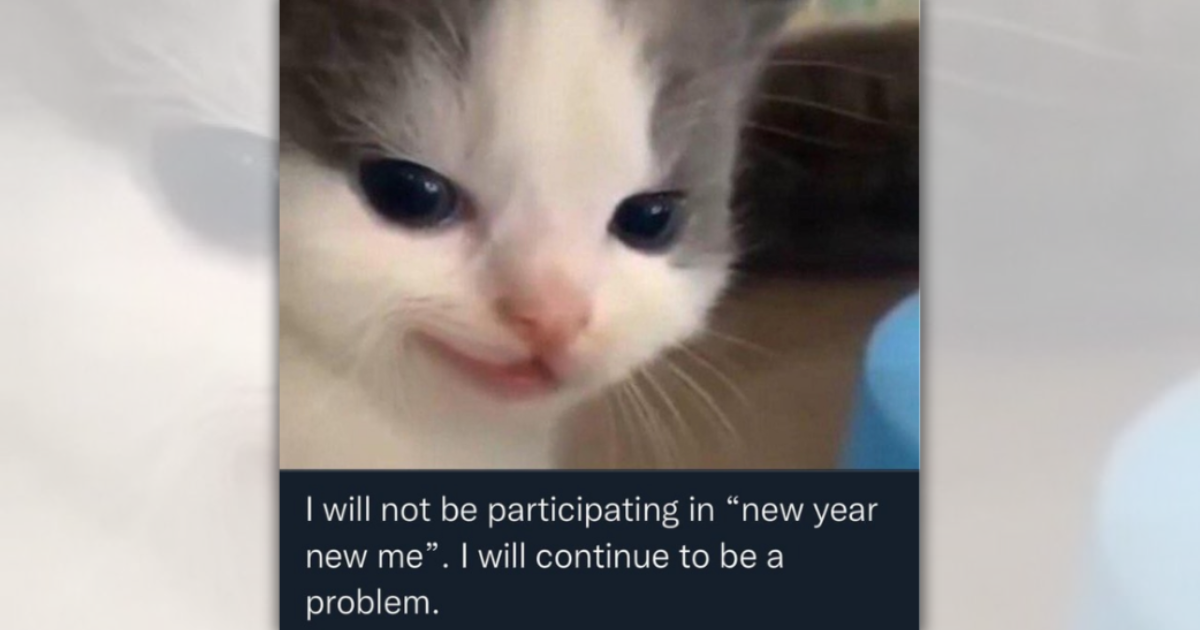 'It's Meow or Never': 30 Meownday Memes Meowing Back the Mayhem of Work ...