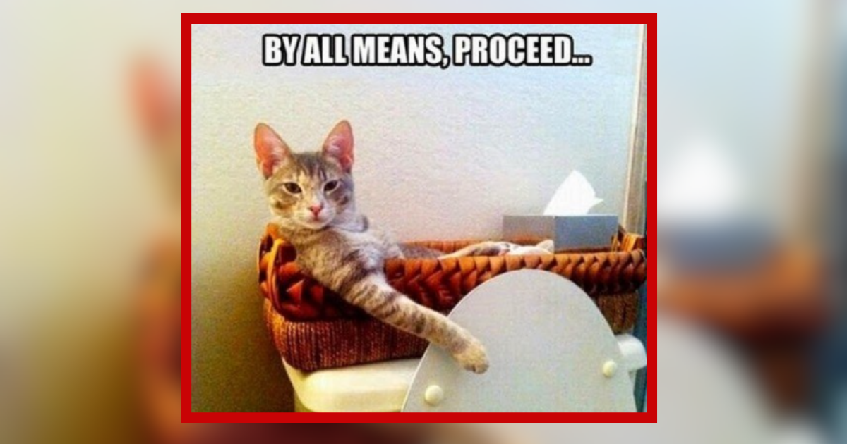25 Cat Memes of Powder-Room Pawrtners All Pawrents Will Relate to - I ...