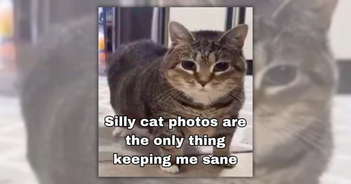 Almost 30 Cat Memes for People Who are Almost 30 and Surviving on Silly ...