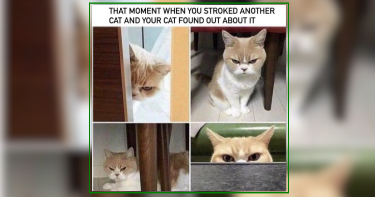 26 Funny Cat Memes Moewrking Their Territory and Placing Possessive ...