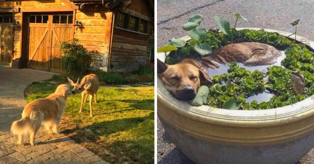 23 Pawdorable Doggo Pictures for 23 Adorable Hours in Your Day. The ...