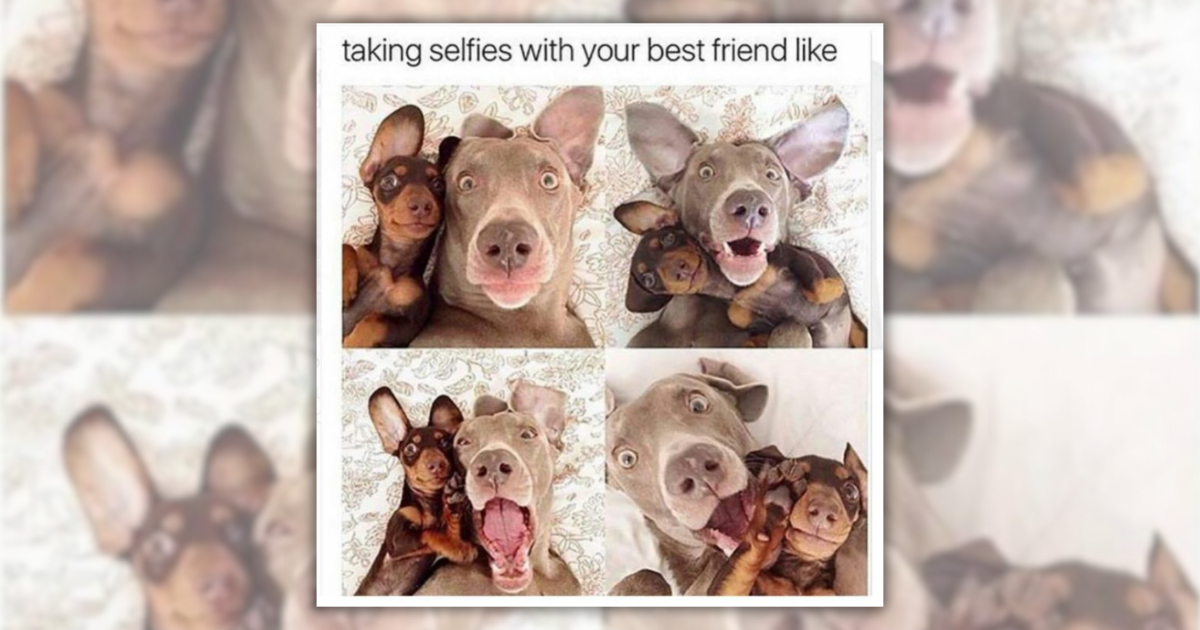 22 Doofus Dog Memes Defending You From the Monday Mellows by Being a ...