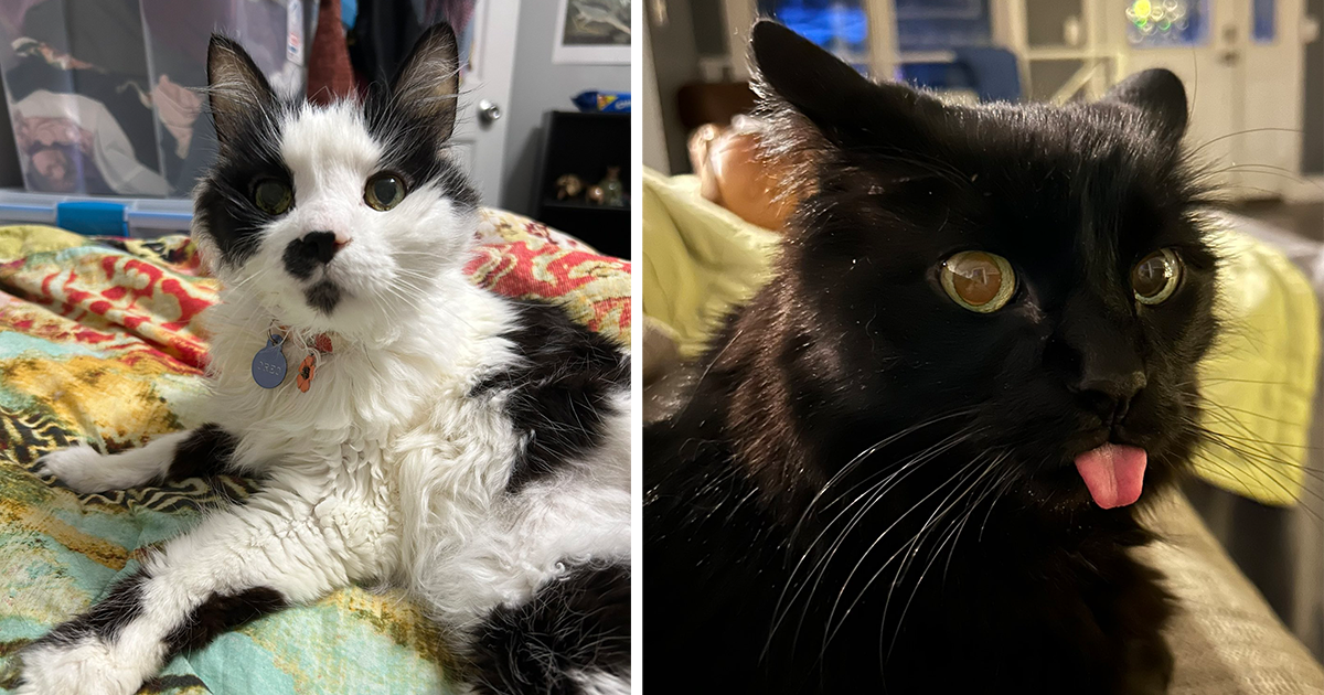 Awwdorable Pics of Old Cats That Looked Like Well-Loved Teddy Bears ...