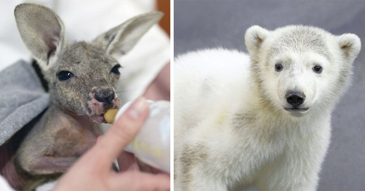 26 Itty Bitty Cute Baby Animals To Bring A Smile To Your Face (January ...