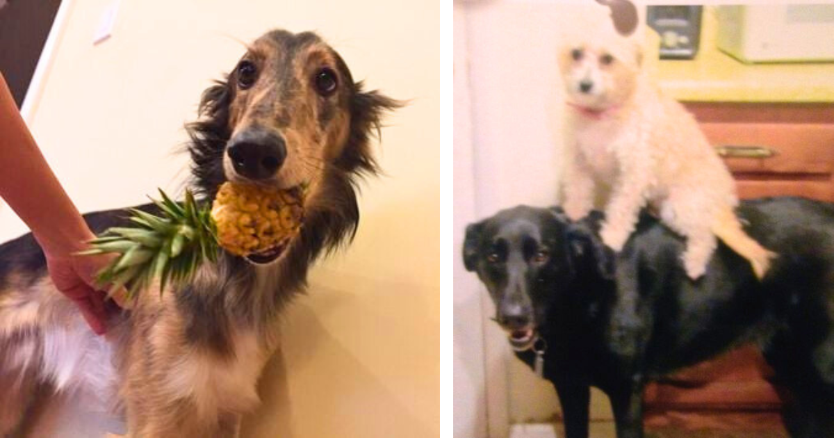 22 Funny Fluffy Doggos Derping Through Today to Help You Howl With ...