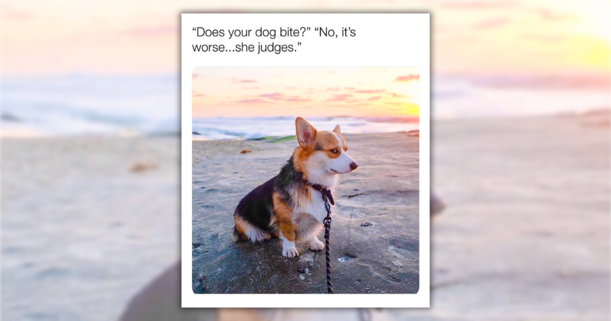 A Bunch of 23 Borking Memes Being as Funny as Your Fluffy Friend at ...