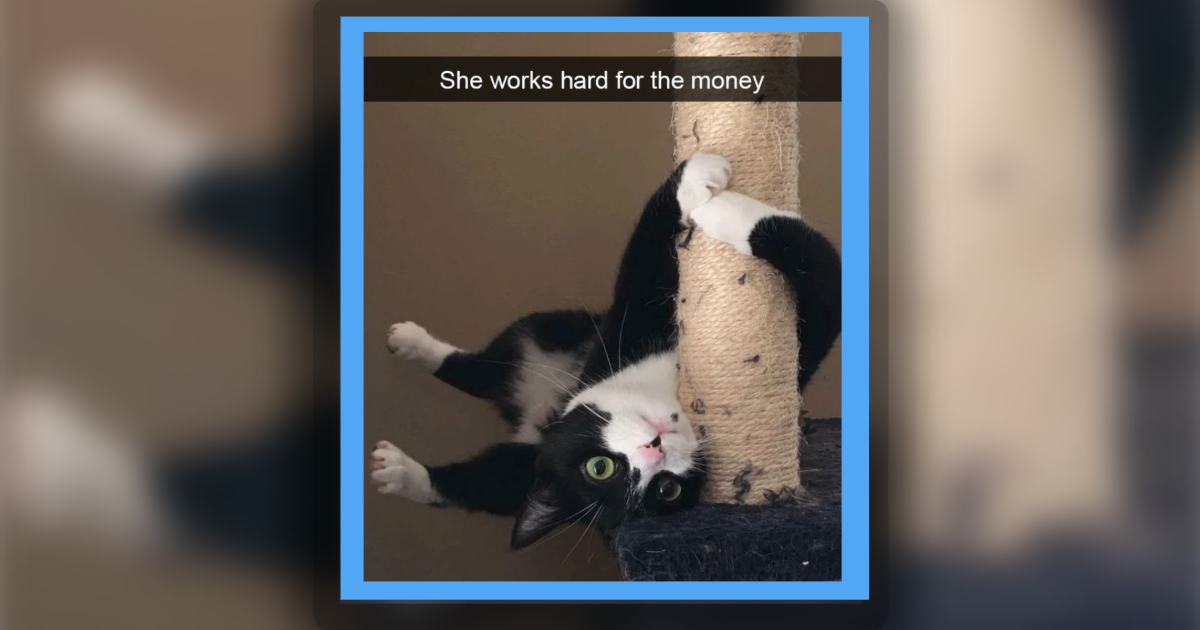 35 Playful Kitten Memes for Grown-Up Children Who Miss Having Playtime ...