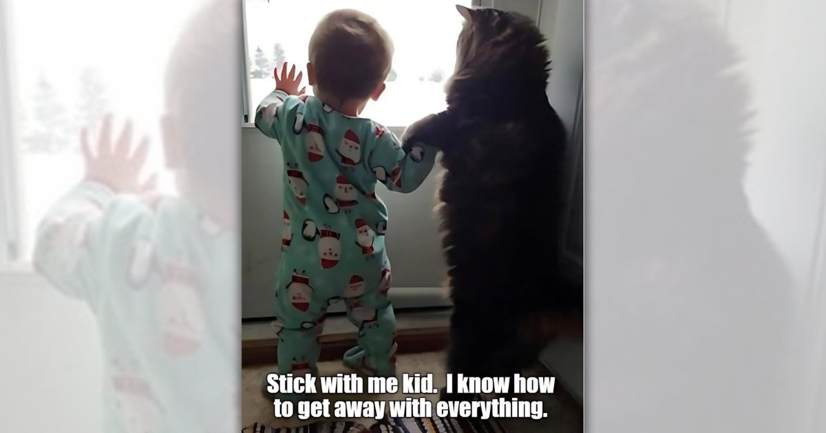 20 Freshest Feline Funnies From the I Can Has Cheezburger Family for ...