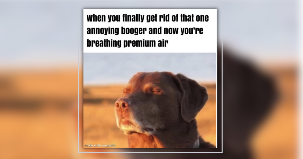 26 Uplifting Animal Memes that are All About Life’s Simple Joys ...