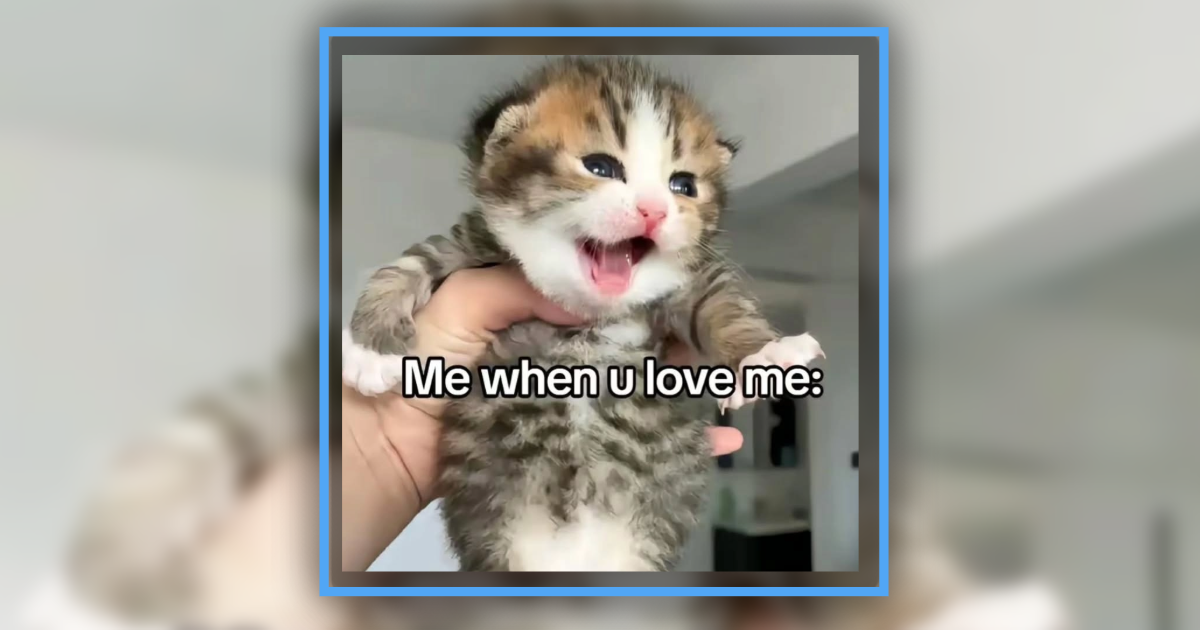 23 Soft and Sweet Kitten Memes to Melt Your Heart Like Butter on ...