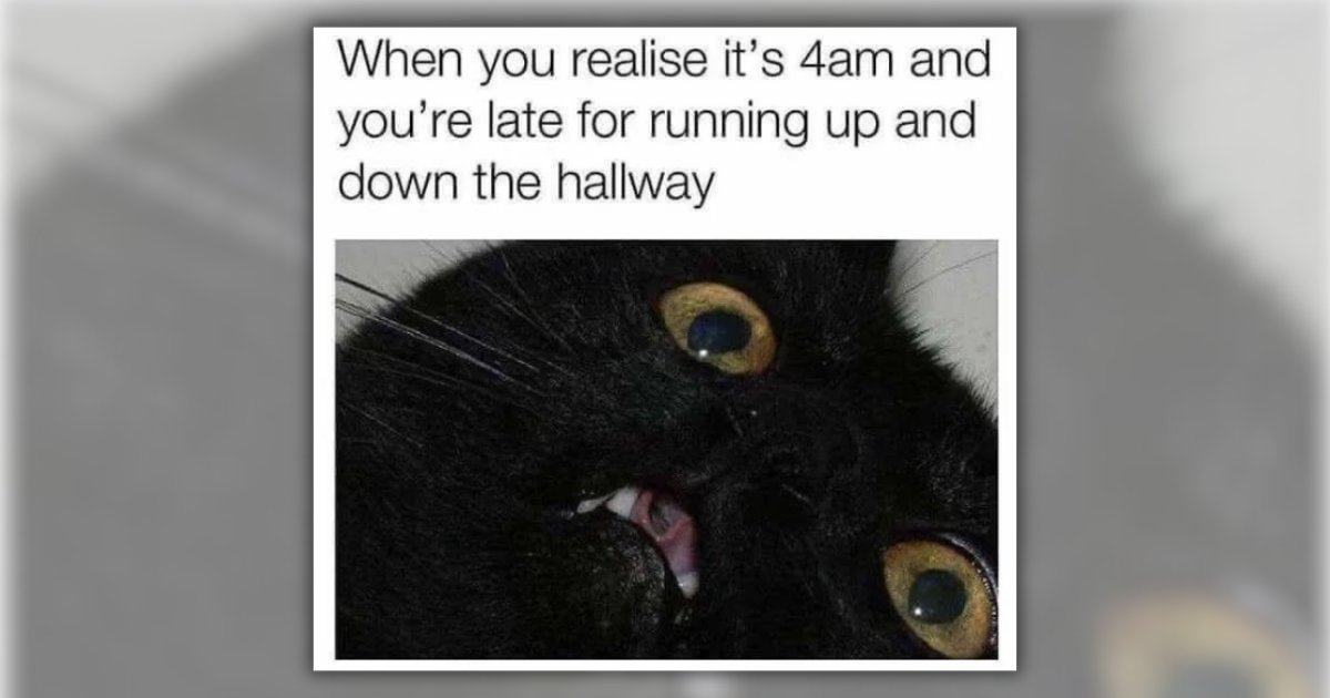 Furiday Frenzy of 22 Feisty Feline Memes Zooming Around You Like it's 4 ...