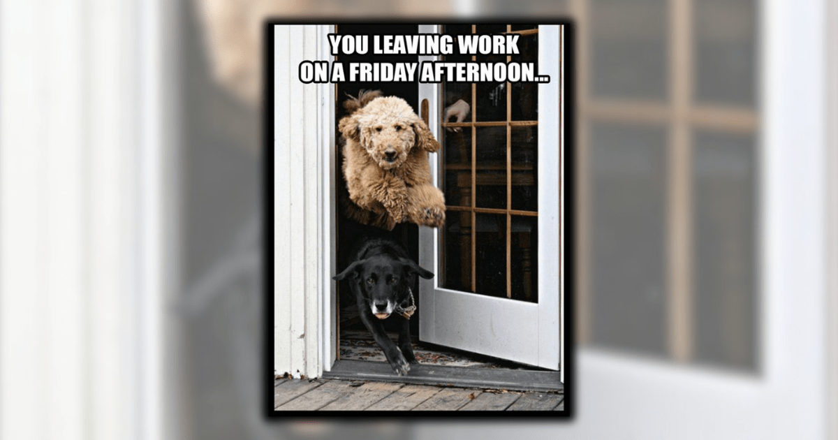 23 Doggo Memes Dashing Out the Door This Furiday and Run Towards the ...