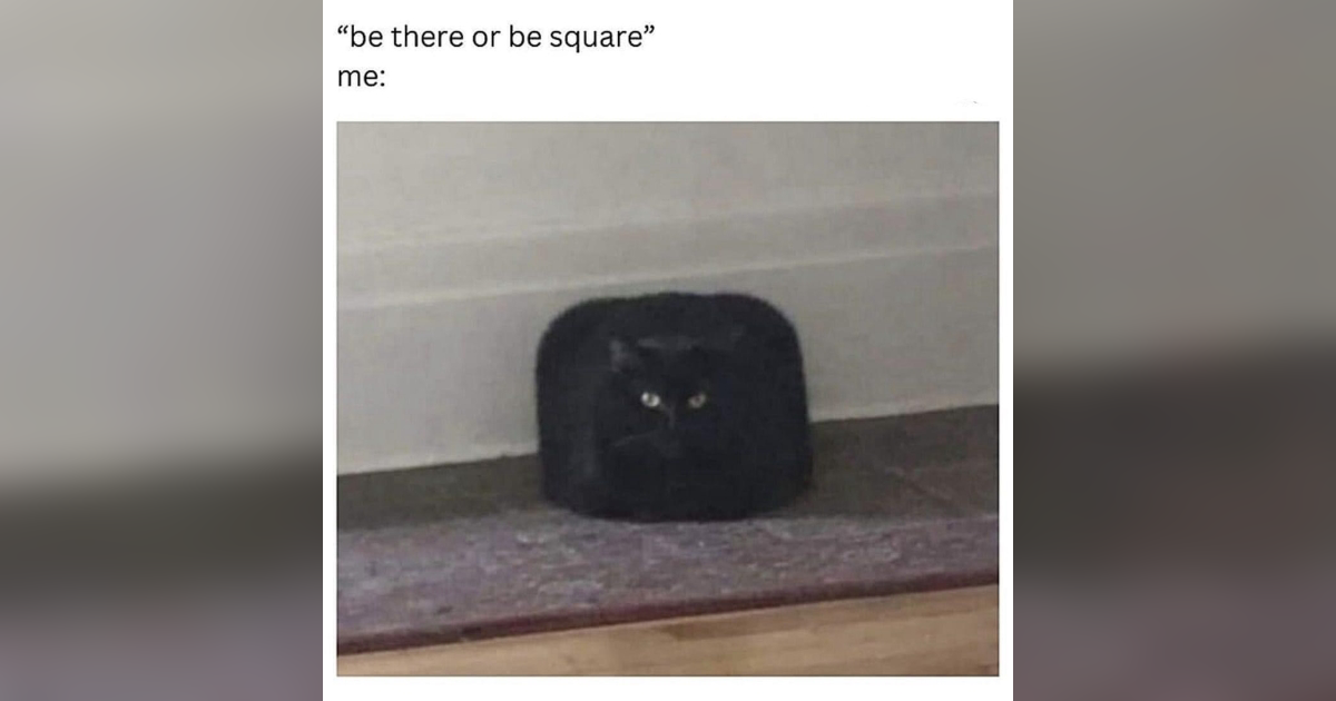 Funniest Cat Memes for Feline Fanatics (January 15, 2025) - Memebase ...