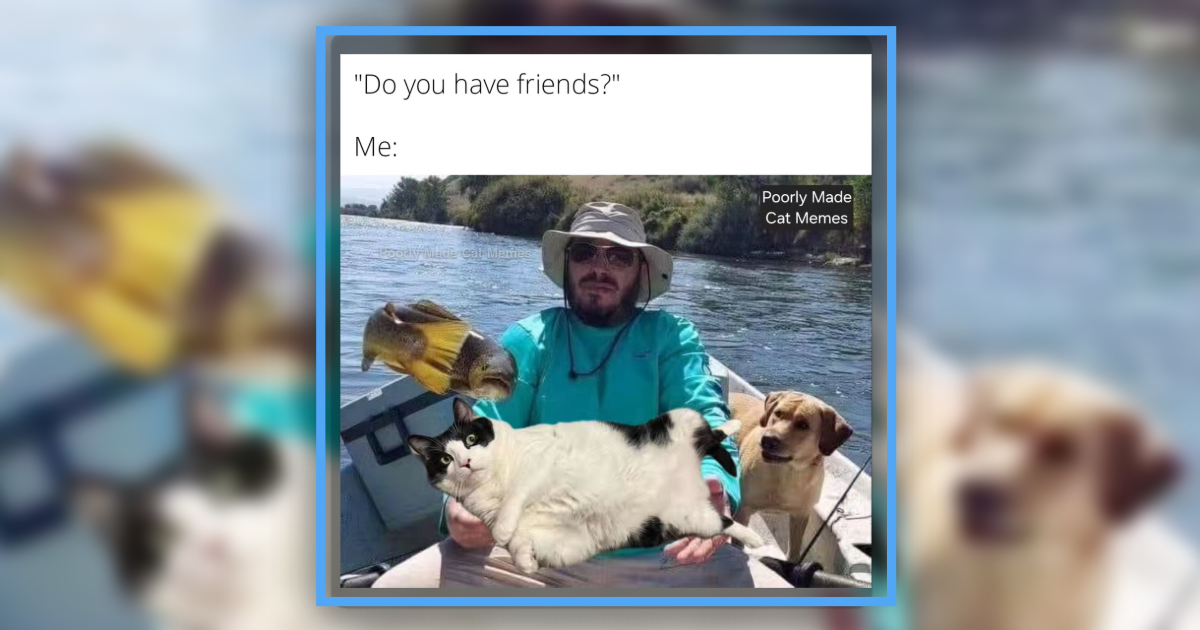 Day in the Life of a Lavish Lap Cat. Told Through 20 Hilarious Memes ...