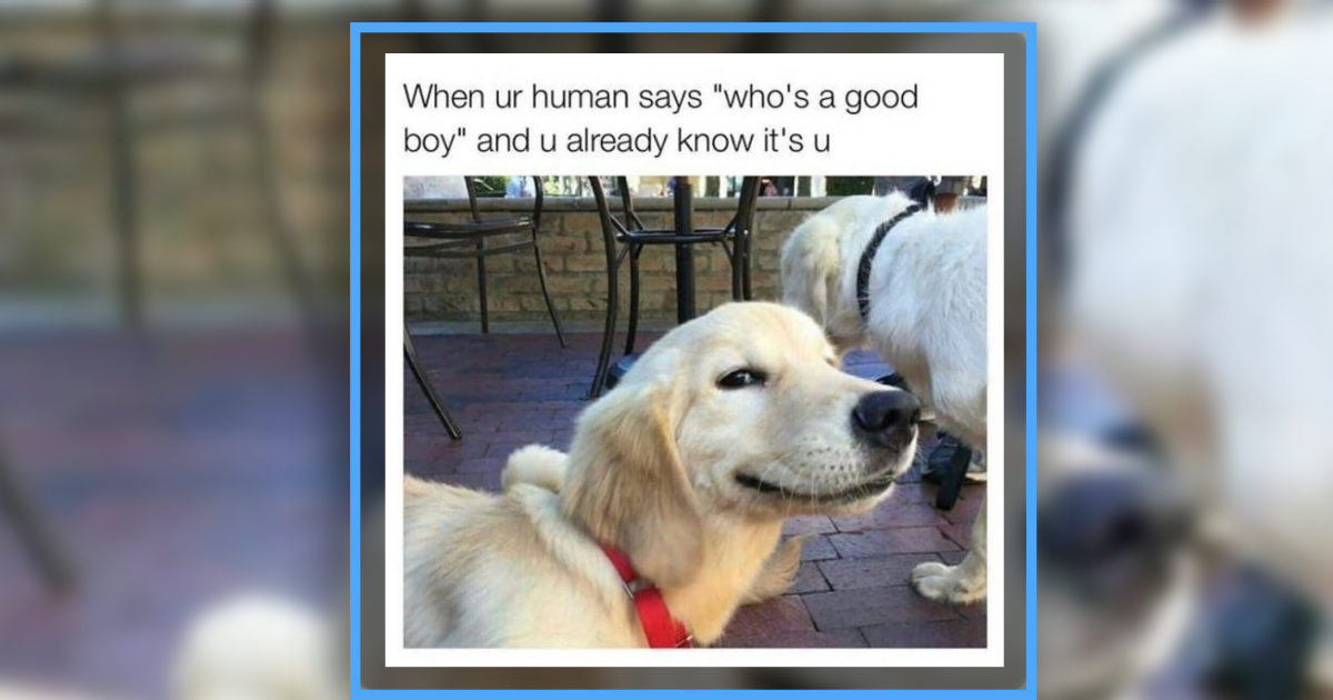 25 Wonderful Tail-Wagging Dog Memes to Put a Pawsitive Skip in Your ...