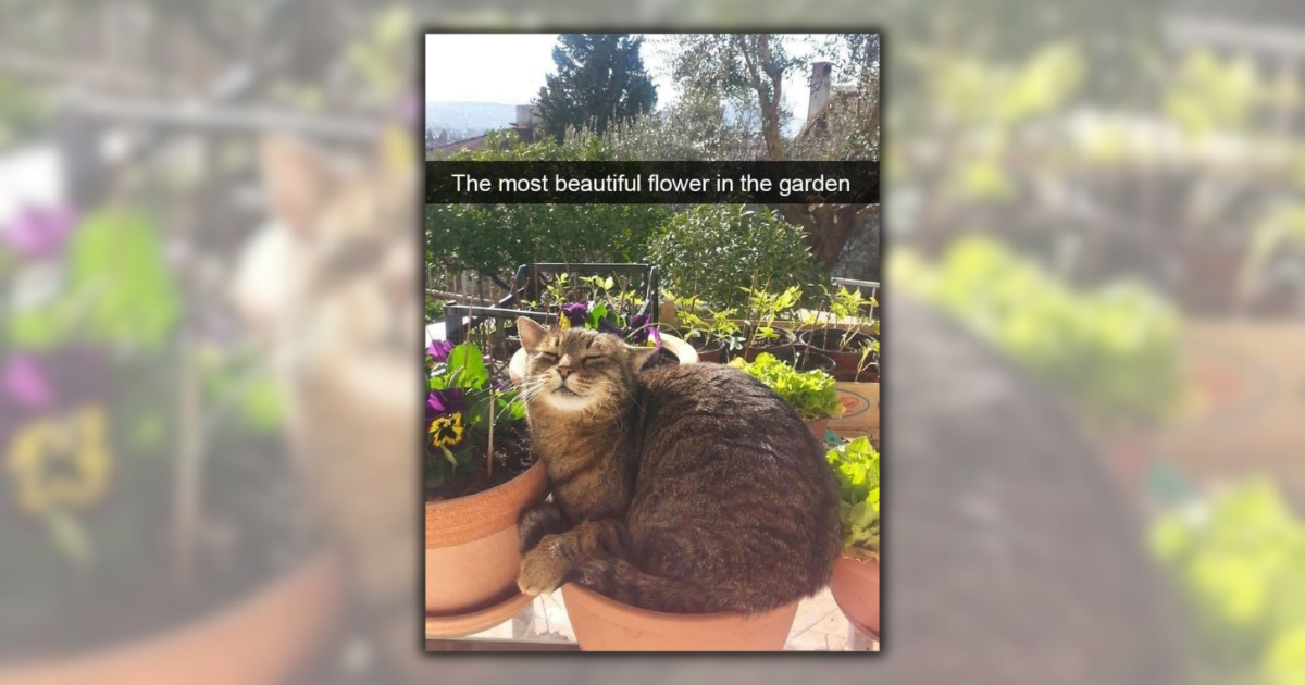 'If it fits, I sits': 22 Cats Inside Things in the Form of Memes Inside ...
