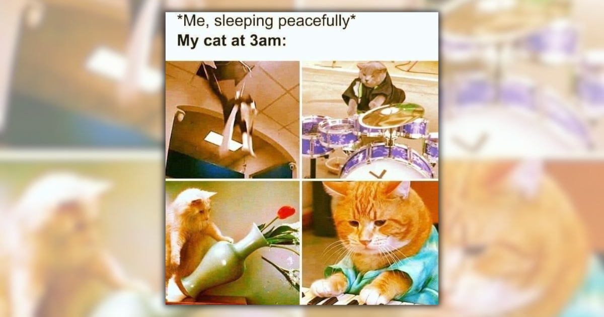 23 Sassy Sunday Cat Memes Catching Hissterical Humor and Toss it Your ...