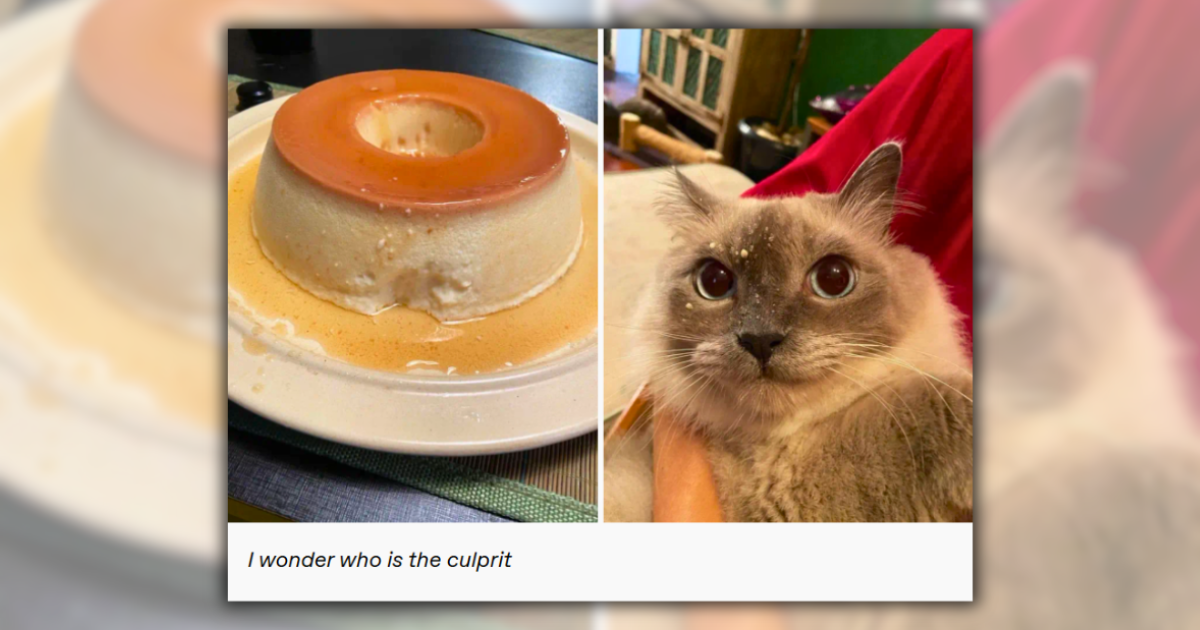 22 Foodie Feline Memes Hungering for Humor and Yummy Cat Treats - I Can ...