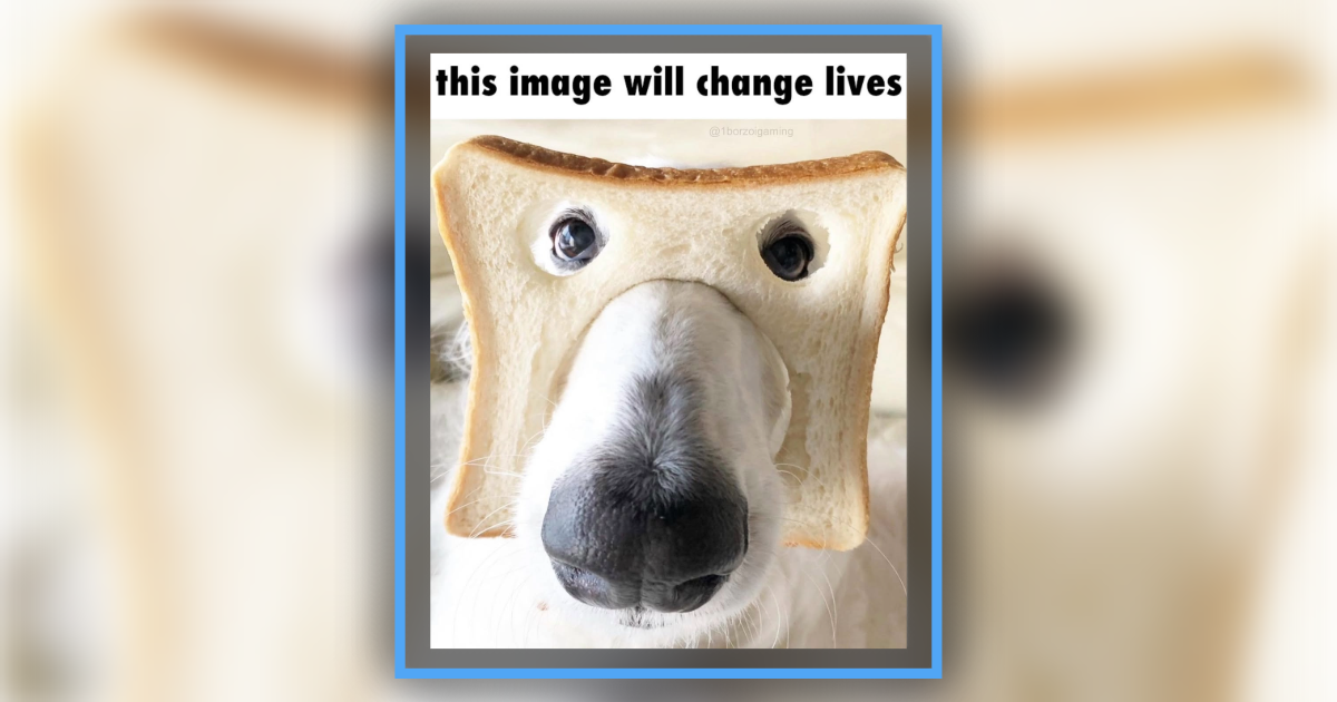 Slim and Slender Sniffers of the Toilet Bowl: 30 Hilariously Derpy Dog ...