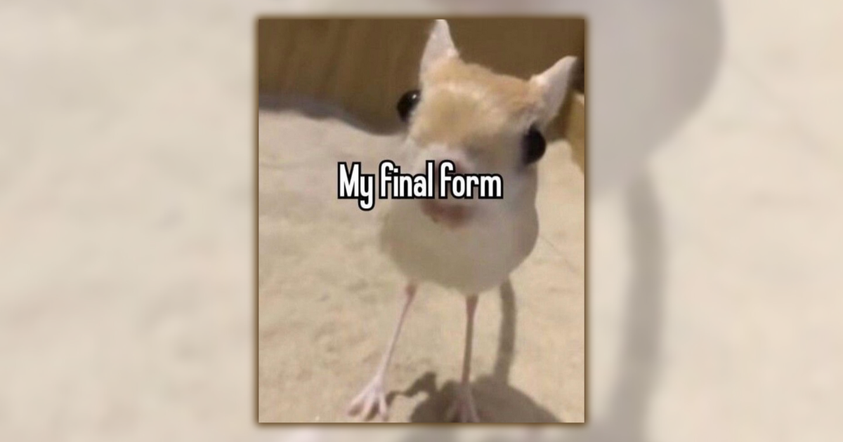 Smol and Sassy: 25 Rambunctious Rodent Memes Nibbling at Your Funny ...