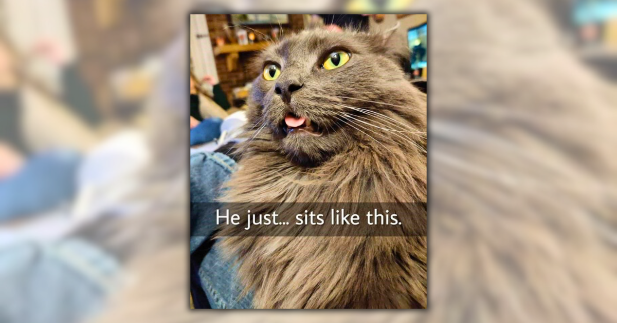 23 Silly Cat Memes Meowing All Monday Long to Help You Hissterically ...