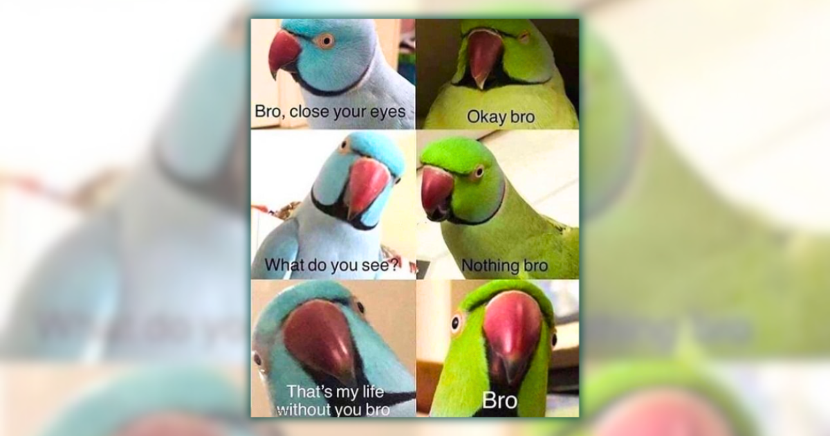 23 Pawsitive Pet Memes of Our Delightful Domesticated Fluffy and ...