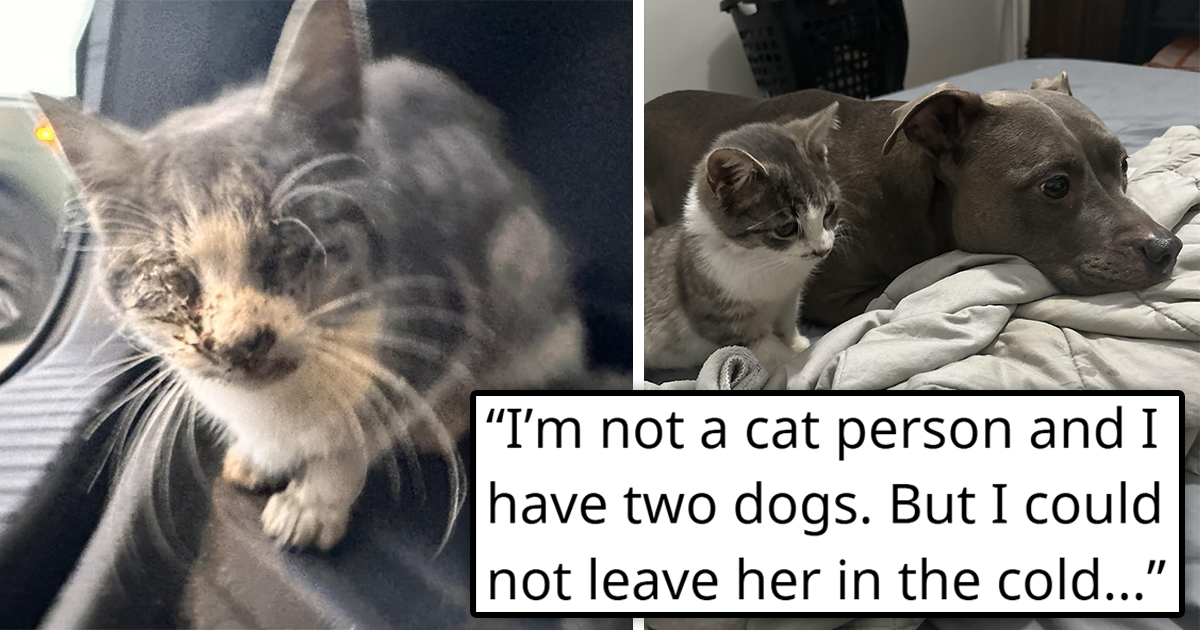'I'm not a cat person... but I couldn't leave her': Person rescues an ...