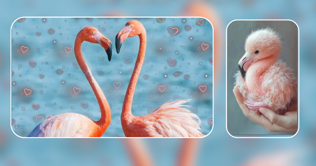 30 Fabulous Flamingo Memes for Fatigued Folks, With Faded Feathers ...