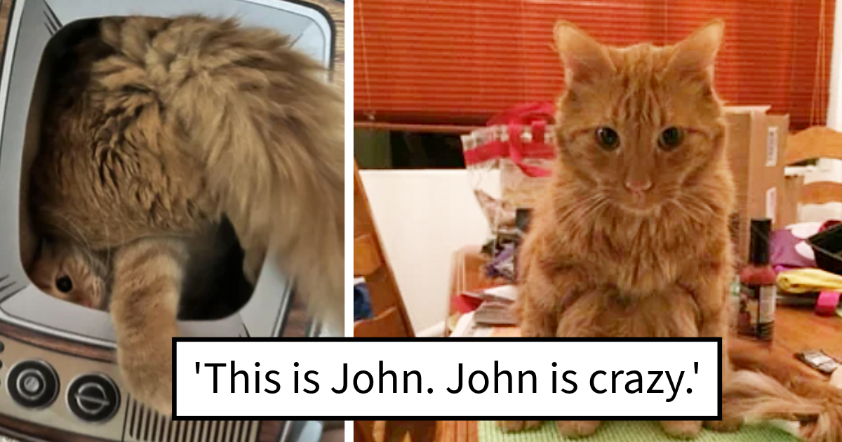 26 Posts of Awkward Yet Awwdorable Cat Children That Only a Pawrent ...