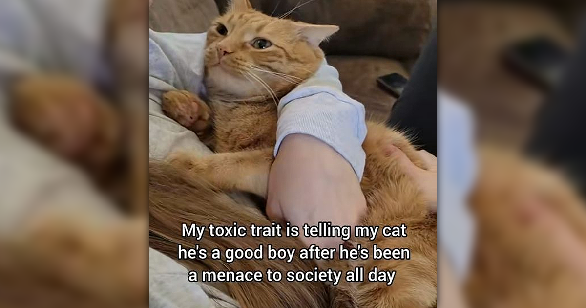 25 Purrfectly Funny Cat Memes to Make Waking Up Early Almost Worth It ...