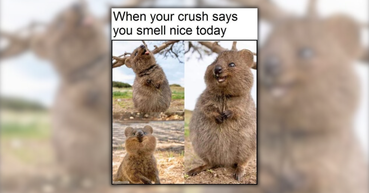 23 Romantic Cute Animal Memes to Send to Your Crush for Laughs and Love