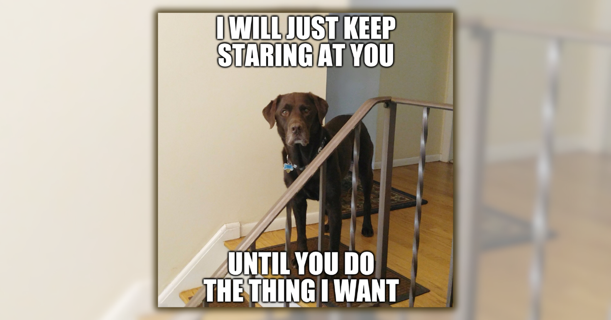 23 Doofus Dog Memes That Bring Out the Silly You Need This Woofing ...