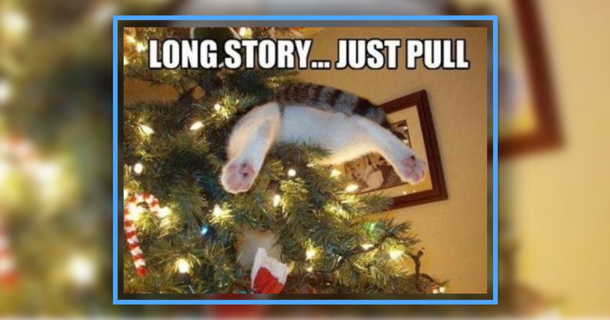 28 Hissterical Memes of Feline Fur Babies Fumbling Their Way Through ...