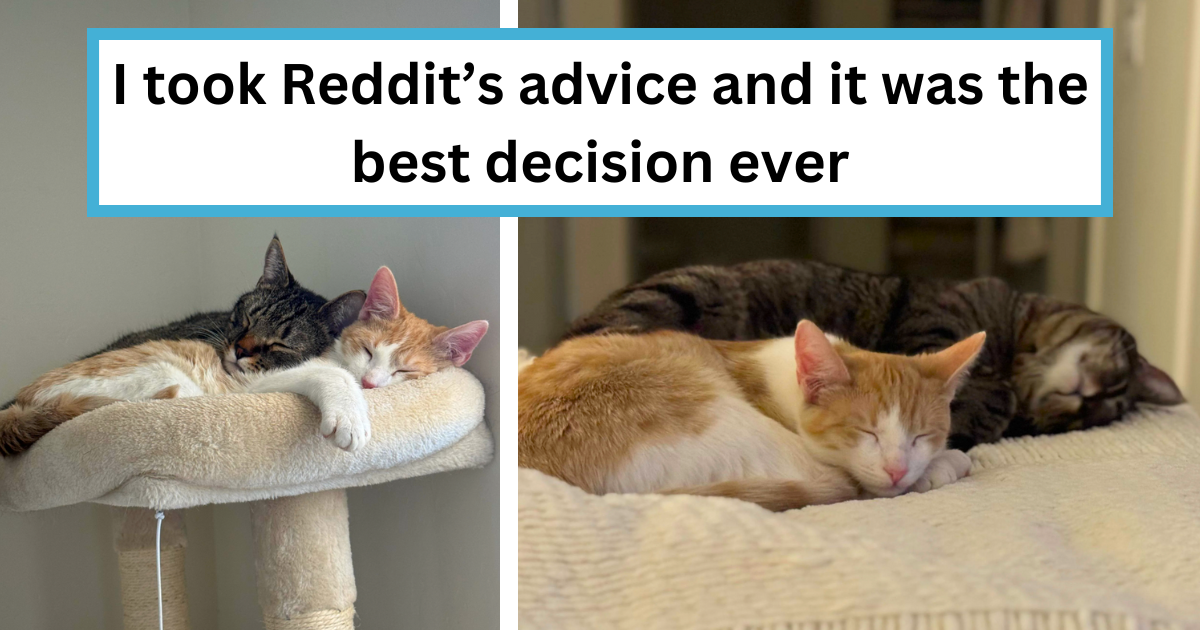 'Now they're inseparable': Feline pawrent takes kindhearted cat ...