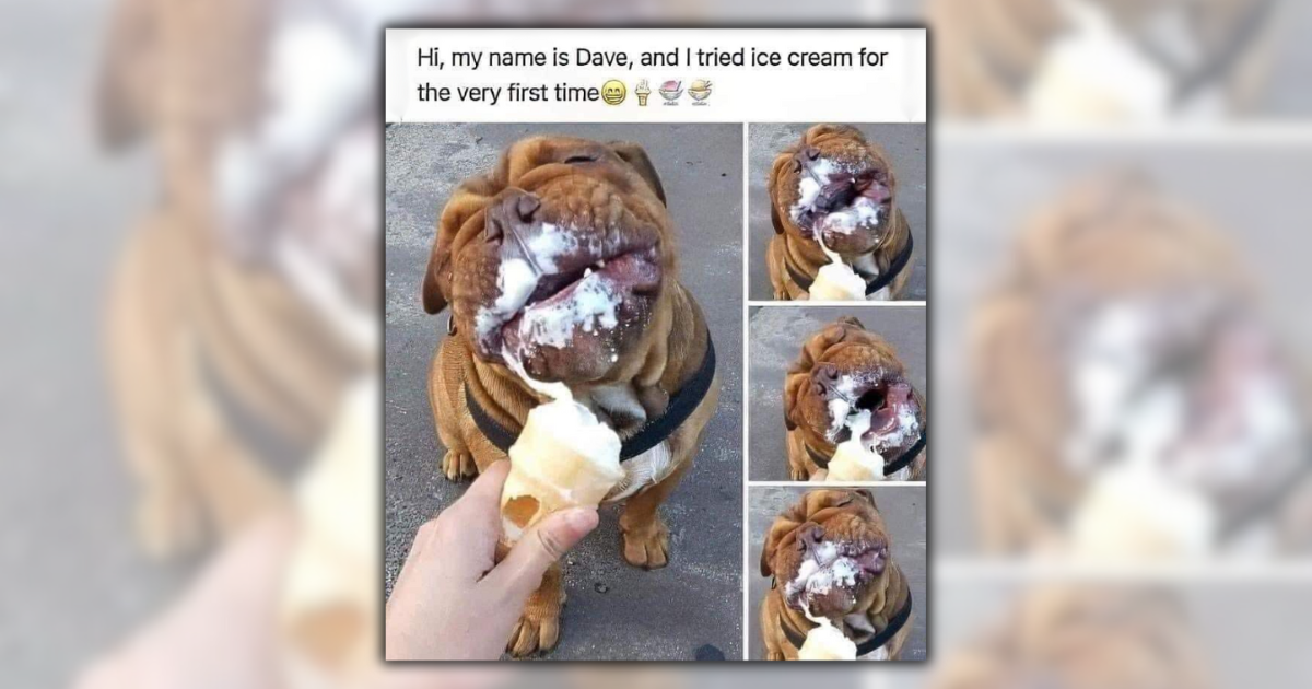 23 Wholesome Woofing Memes Sharing the Doggo Delight With All You Dog ...