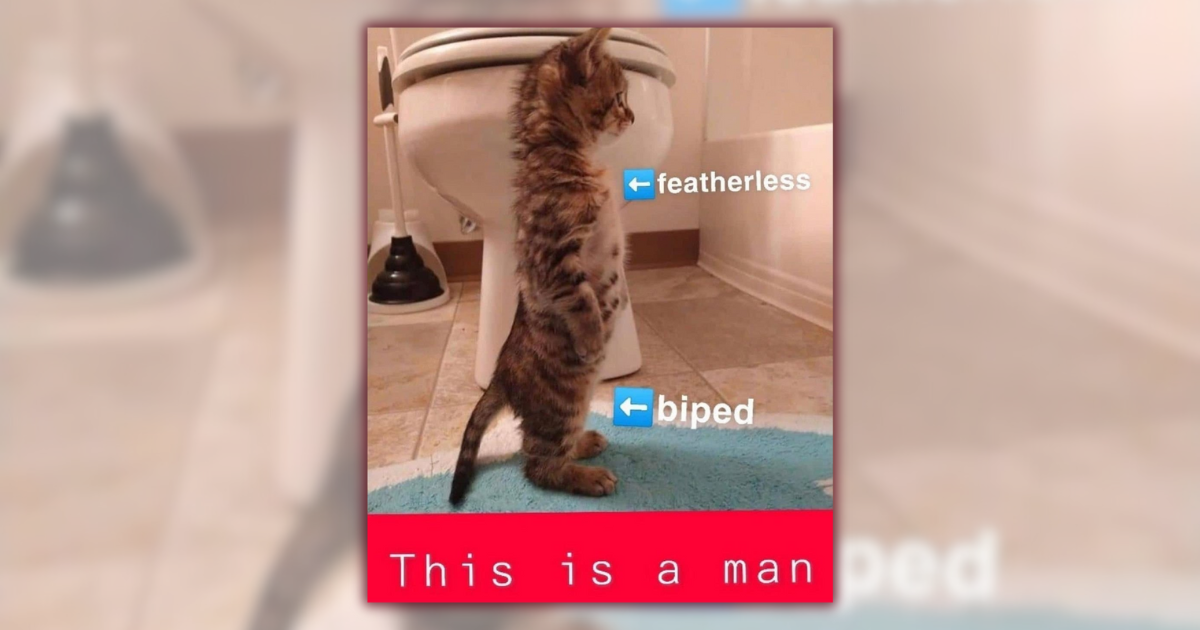 25 Wacky Cat Memes Weirding Out Mellow Moods to Bring You Some Hissing ...