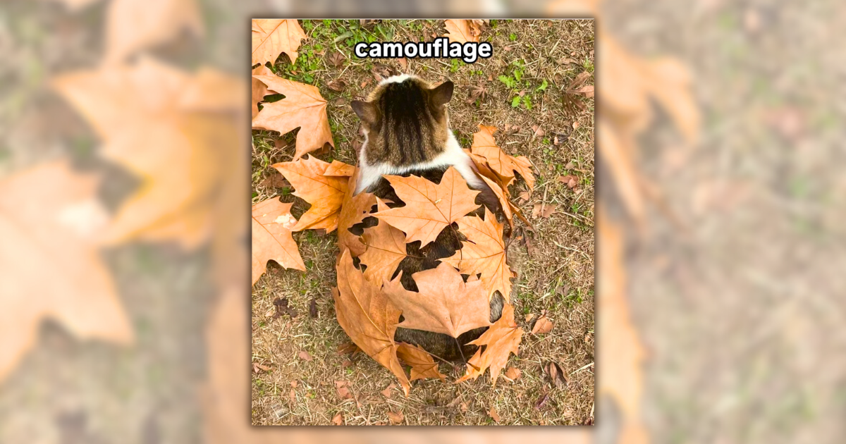 25 Silly Sunday Cat Memes Spreading Fuzzy Feline Sass so You'll be All ...