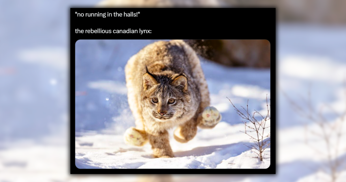 27 Big Memes of Big Cats Bringing Big Hilarious Meows and Roars of ...