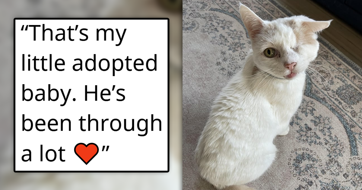 This Week’s Heartwarming Helping of Newly Adopted Cats for Fresh Feline ...