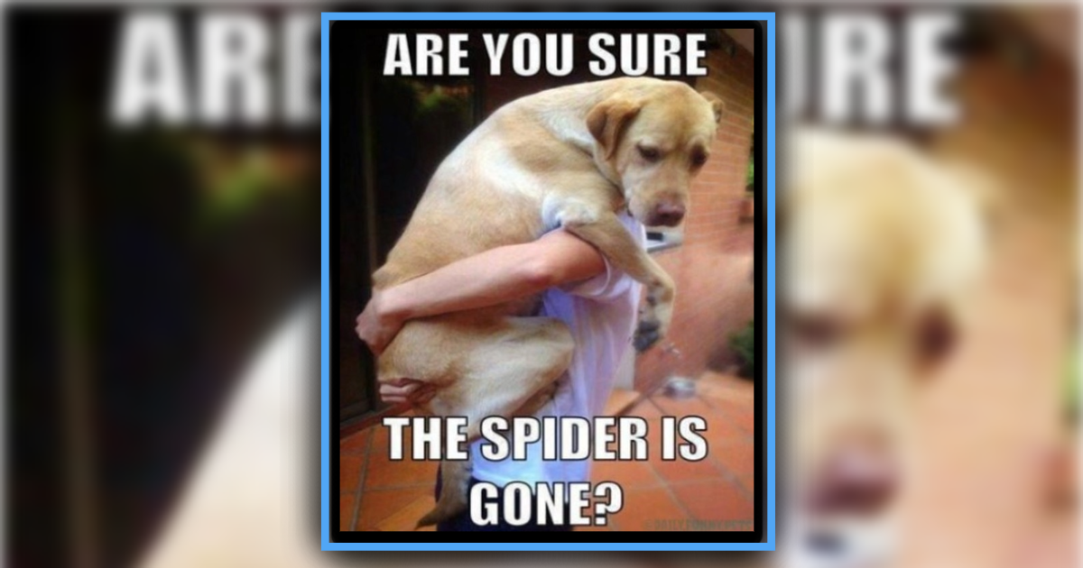 Morsomme Sovende Hund Meme 30 Heartwarming Hound Memes To Keep Your