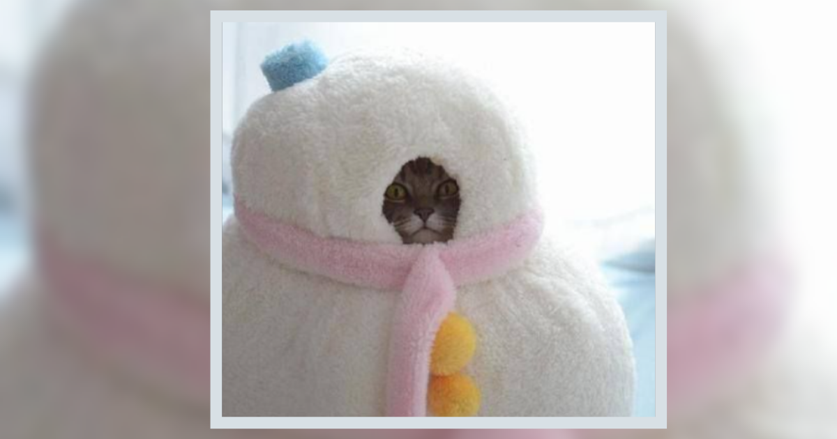 27 Cozy Winter-Coated Cat Memes for Pawrents Who Can’t Get Their Cat ...