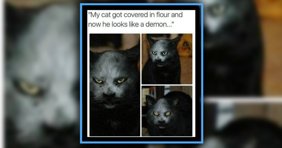 30 Sassy and Stupid Cats Recreating Scary Movie Scenes with Their ...