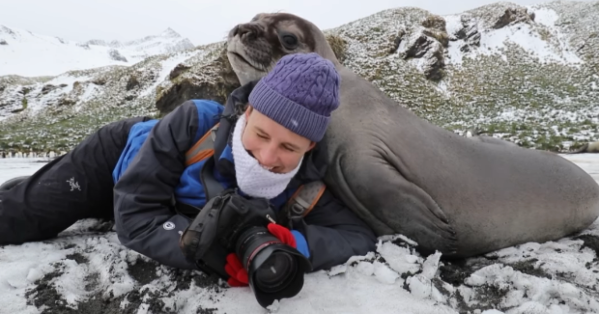 Baby elephant seal interrupts wildlife photographer in the most ...