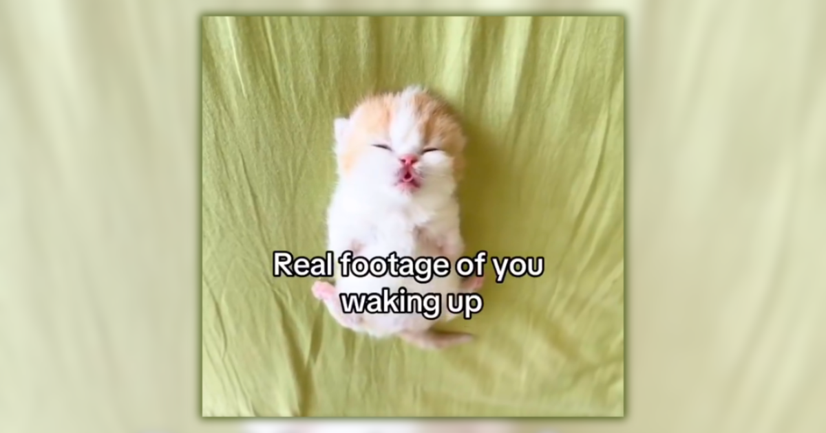 23 Cat Memes For Feline Fanatics That Cannot Get Up From Bed on a ...